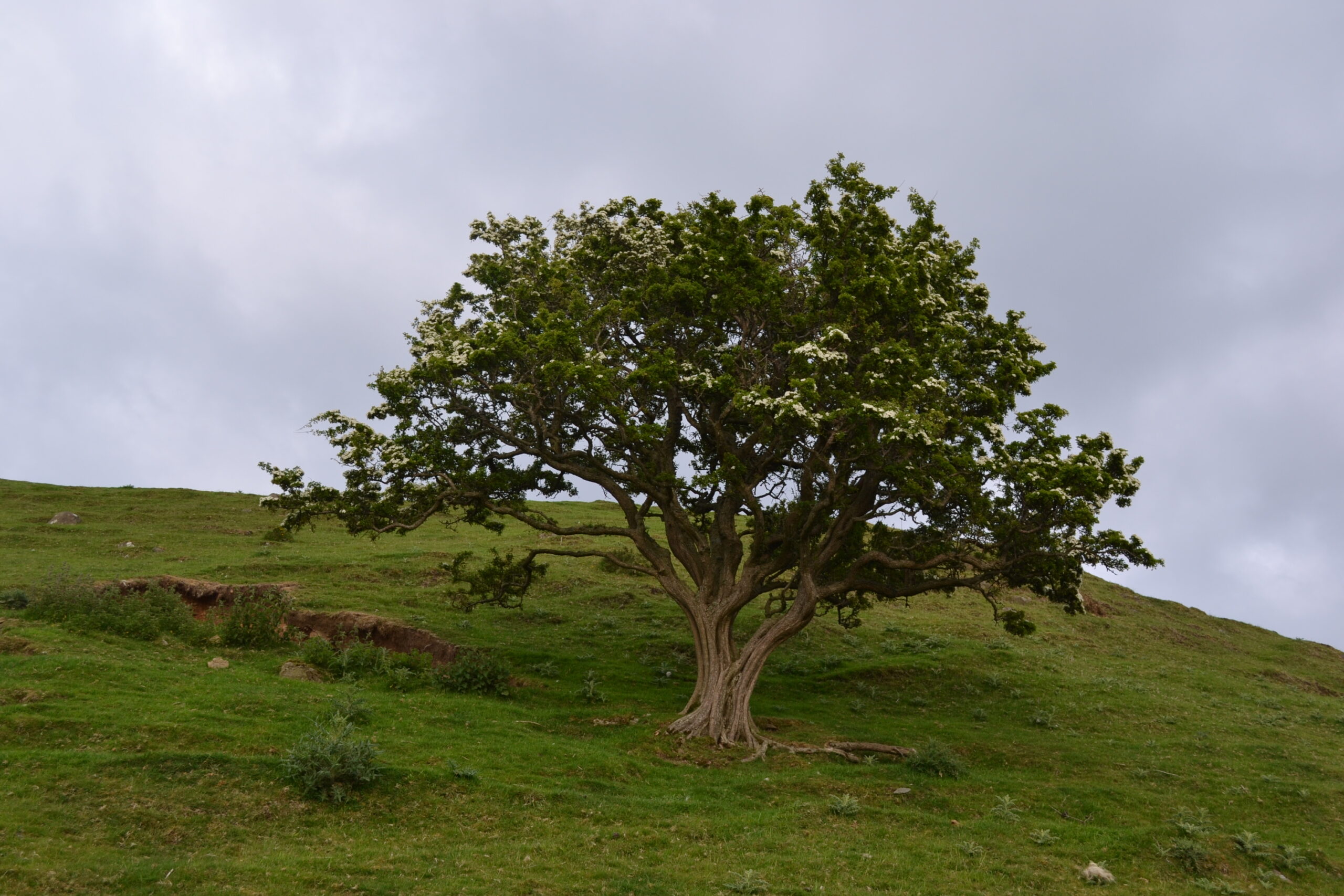 Tiveragh Fairy Hill (Cushendall) | Faerie Lore and Legends