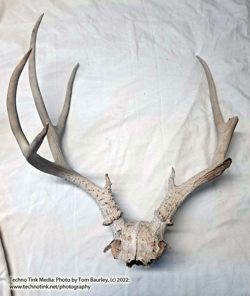 Partial Deer skull occipital with Rack, worn 19″x17″x10″