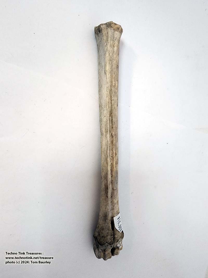 Deer Tibia measuring approximately 10″x1.5″x1″